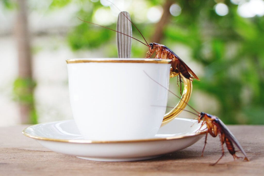 California DPR Pest Control CEU Courses - Karma Seminars California DPR Pest Control CEU Courses - Karma Seminars